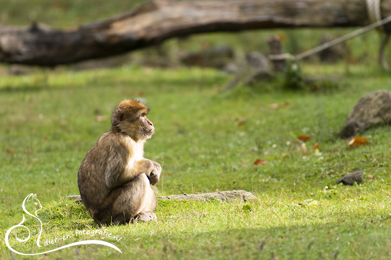 Zoogdieren – dier-en-fotografie.nl